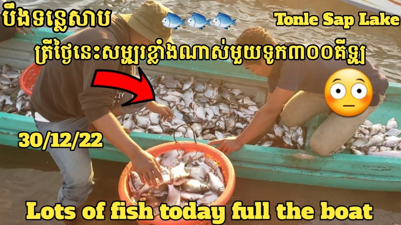 Tonle Sap Lake || Lots of fish today full the boat || Freshwater Fish ...