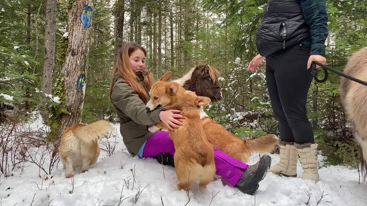 Charming Adventure~ Finding Forest Fairies with Corgis and Ponies - YouTube