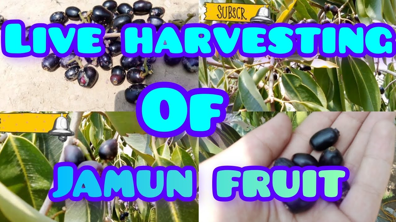 Fresh natural Jamun (black plum) | plucking Jamun from its 🌲 tree ...