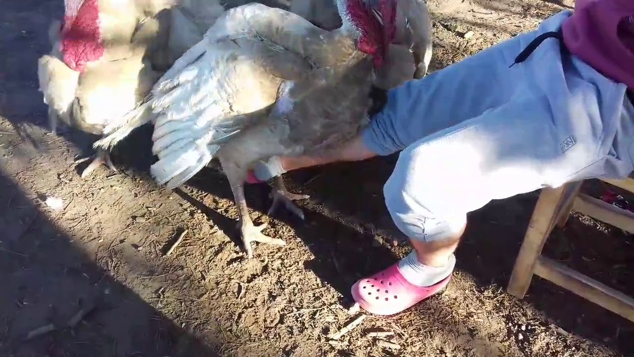 El pavo loco. 😅😅😅😅 - YouTube