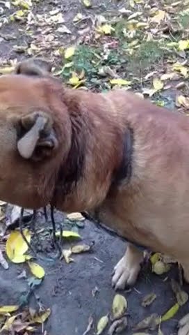 Hennessy - Embedded collar - YouTube