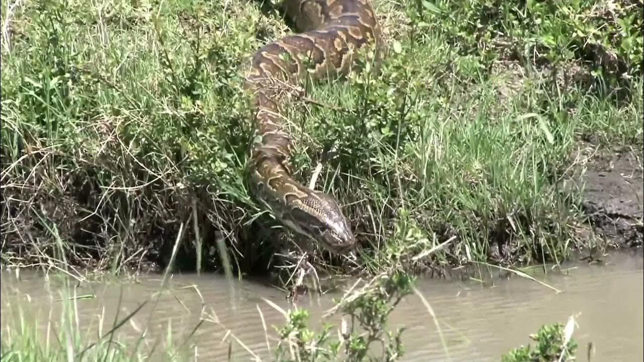 Le python de Seba - YouTube