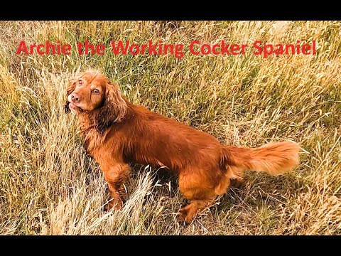 Working Cocker Spaniel Archie hunting rabbits. - YouTube