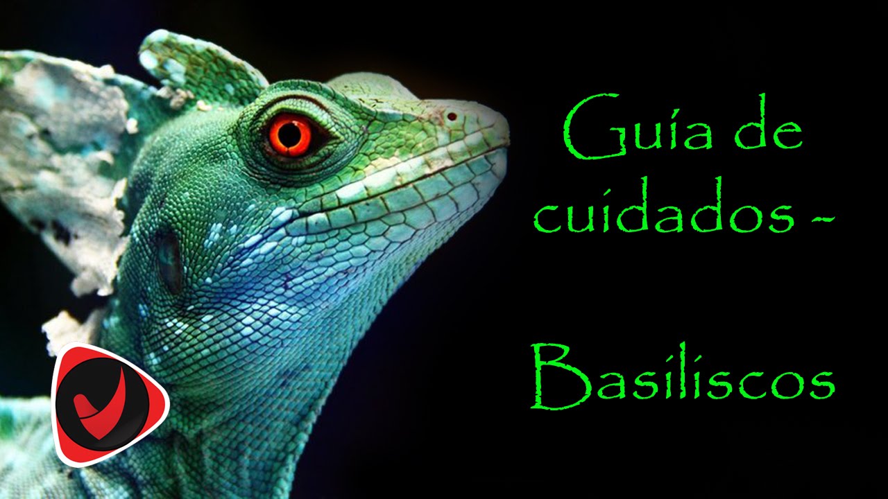 Huevos De Basilisco Verde