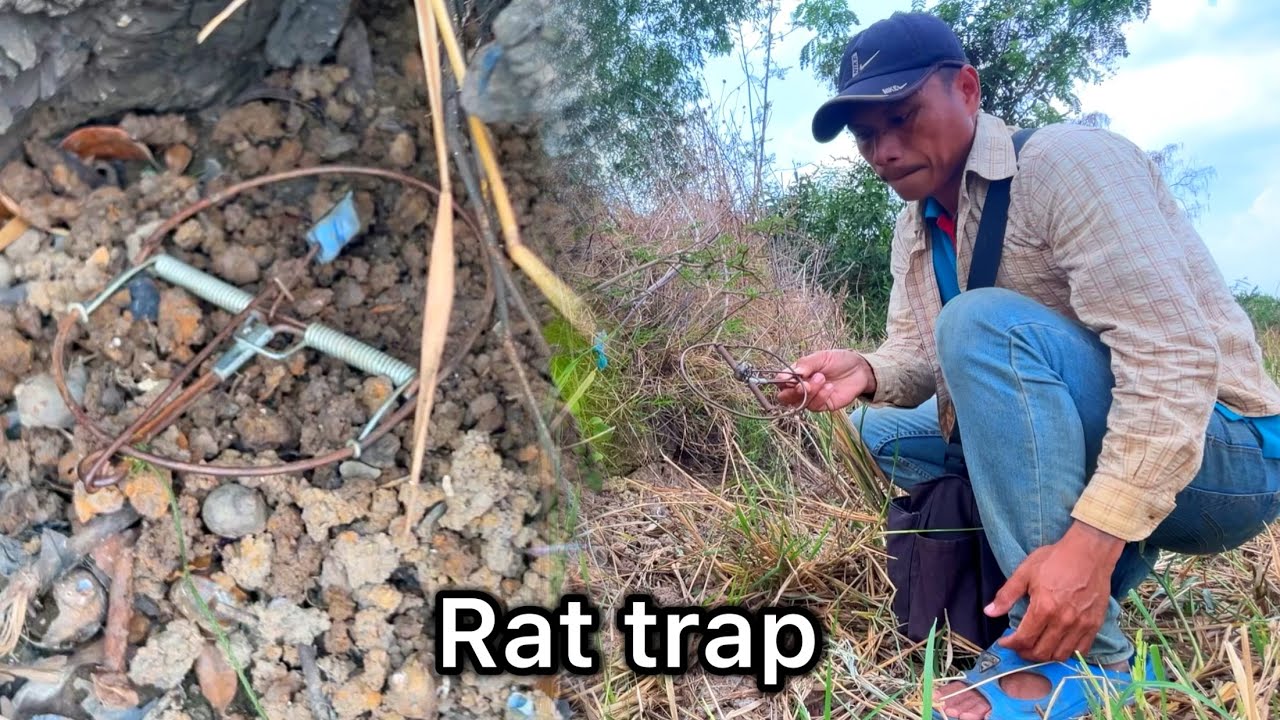 Trapping rats in the rice fields! - YouTube