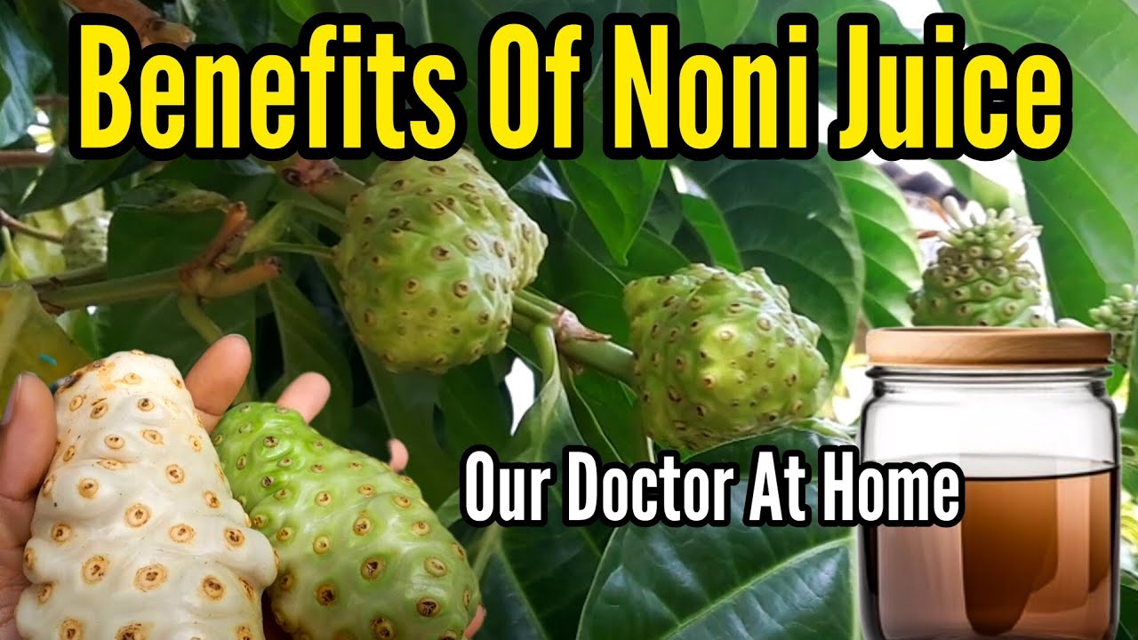 Benefits Of Noni Juice/ Duppy Soursop ||How We Avoid The Doctors ...