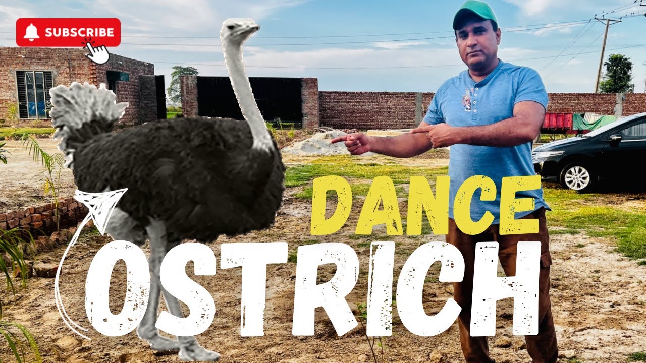 Ostrich Funny Dance | Do the ostrich dance - YouTube