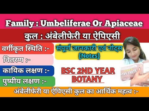 Family Umbeliferae Or Apiaceae in Hindi || Notes || Economics important || Bsc2ndyear