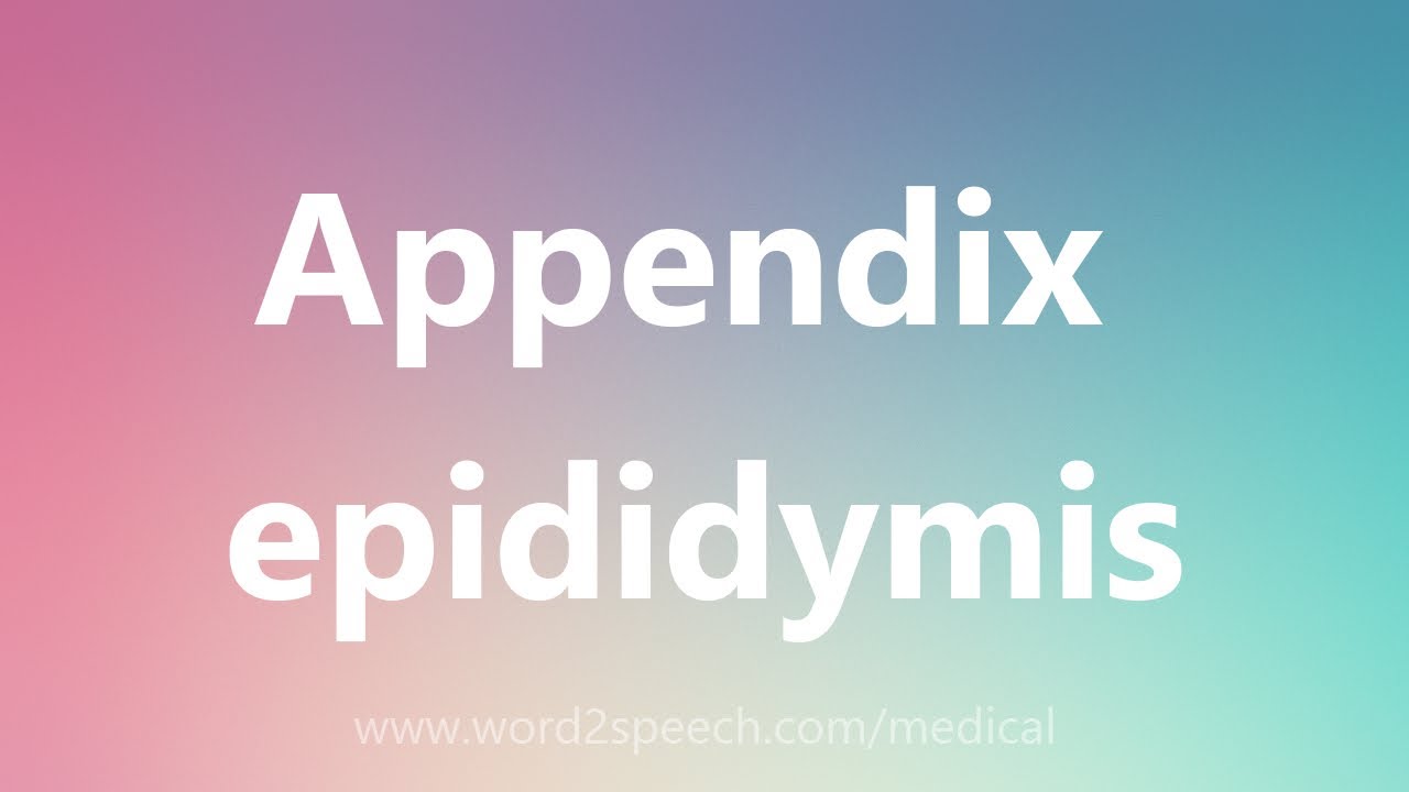 Appendix epididymis - Medical Meaning - YouTube