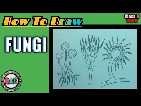 fungi drawing | fungi diagram | how to draw fungi diagram | class 8 ...