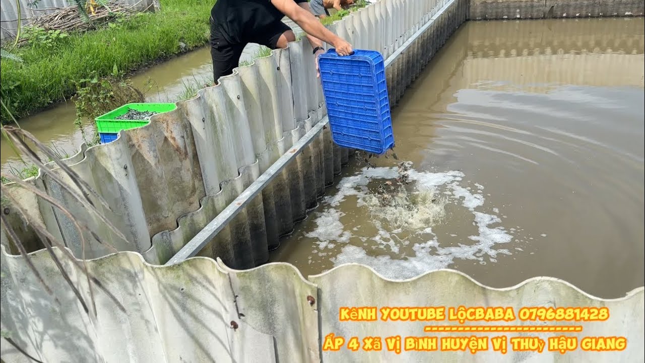 10N Con BaBa Giống Cho Khách Bạc Liêu BaBa Vừa Đẹp Vừa Khoẻ - YouTube