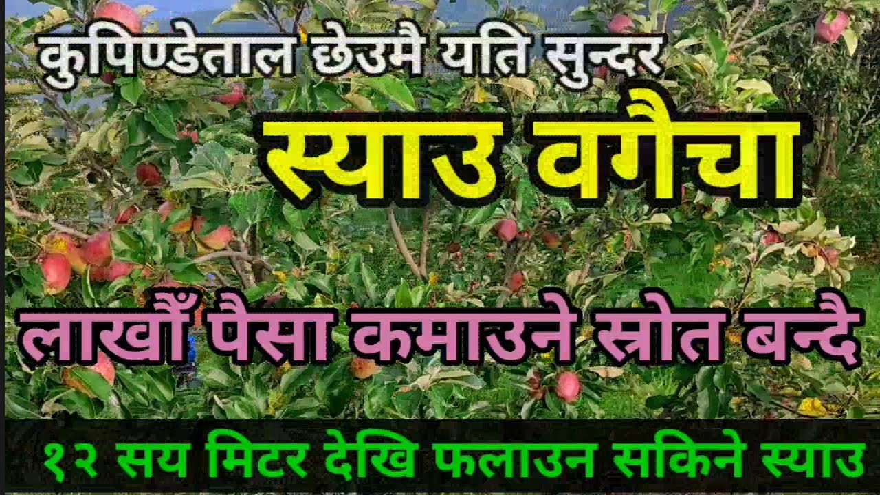 कुपिण्डे तालको छेउमा यस्तो सुन्दर स्याउ बगैंचा ll घुम्न जाने सबै तीनछक ...