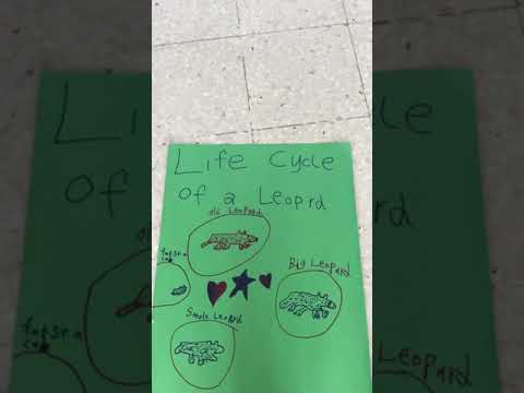 Life Cycle of a Leopard - YouTube