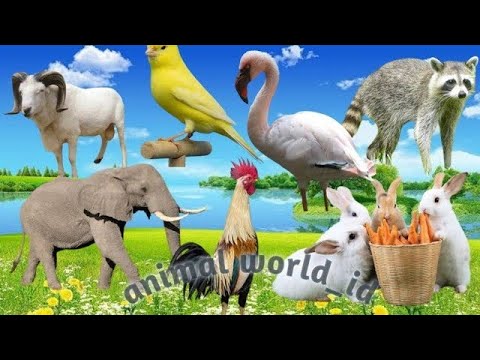 Relaxing Wild Animal Sounds: Sheep,elephant,panda, deer, ,Chicken ...