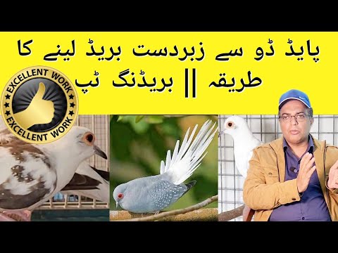 Tricks of Excellent breed from paid dove || breeding tips for dove ...