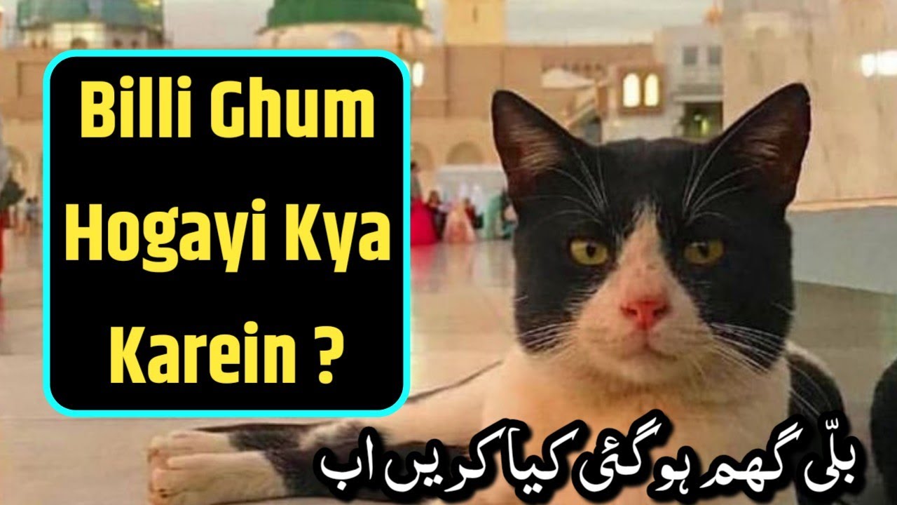 "Billi ( Cat ) Ho Jaye To Kya Karein: Ek Islami Wazifa" - YouTube