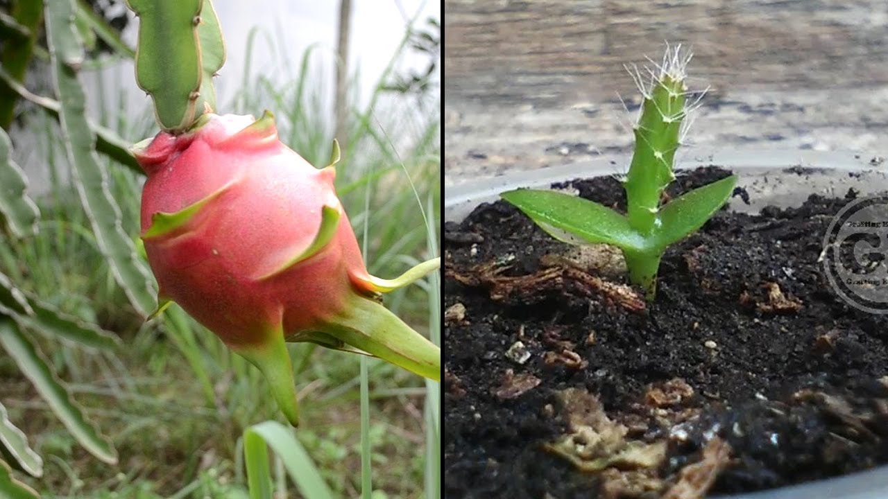 GROW DRAGON FRUIT FROM SEED GARDENING IDEA - YouTube