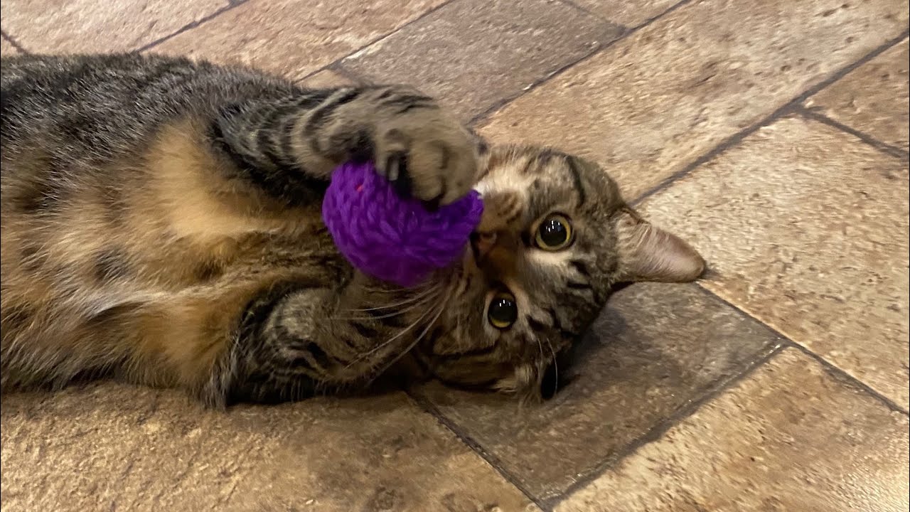 Loom Knit Catnip Cat Toy - E Wrap - YouTube