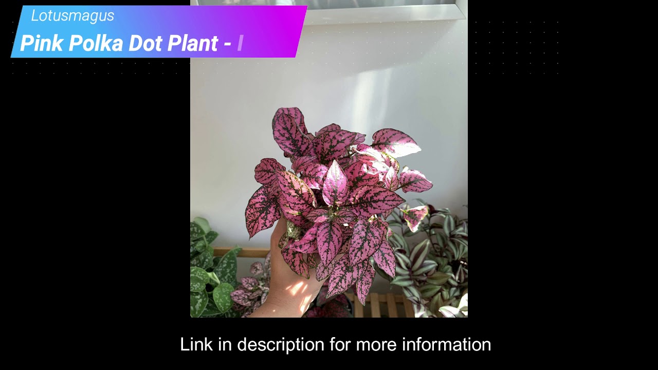 Pink Polka Dot Plant – Information and How to Care (Easy Guide) - YouTube