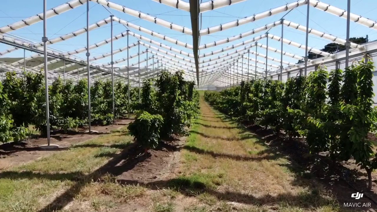 Cherries in a Greenhouse (Cravo) - YouTube