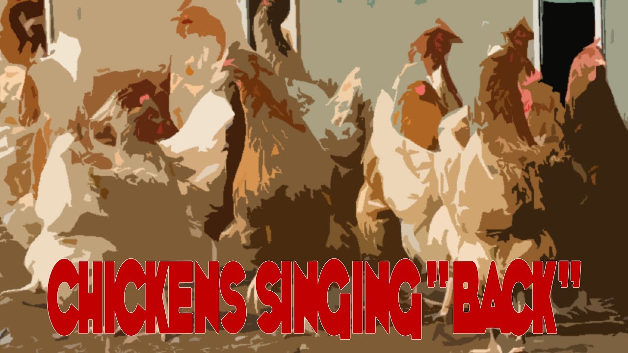 Chickens Singing "Back" - YouTube