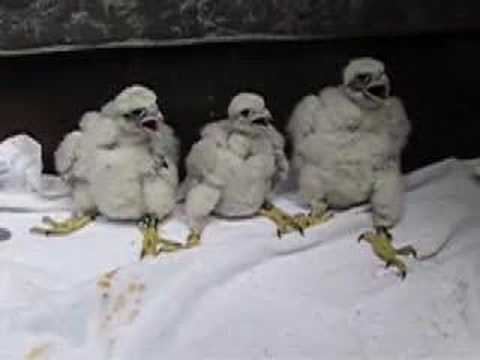 Banding Falcons in Providence, RI - YouTube