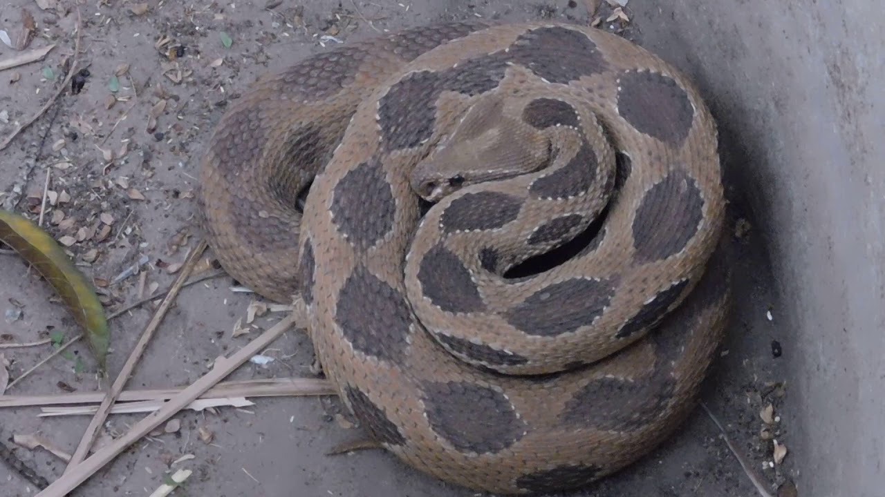 snake Russell's viper hissing - YouTube