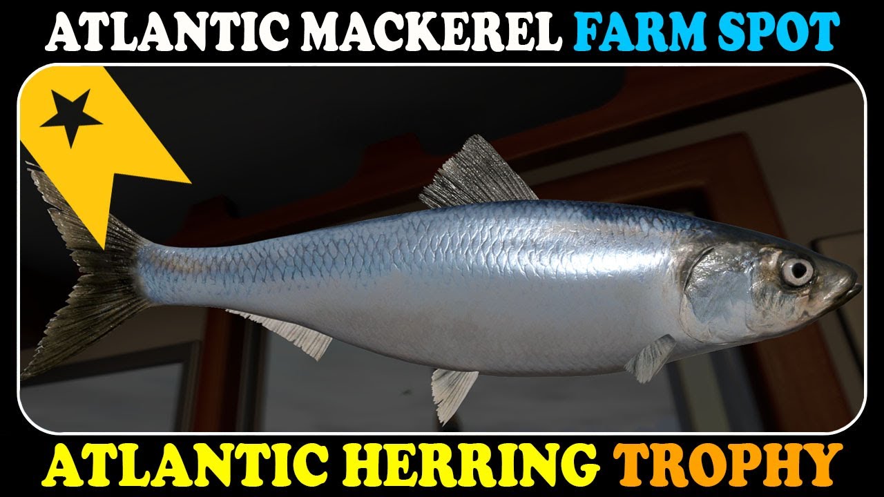 NORWEGIAN SEA - Atlantic Herring - Trophy - Mackerel Spot - Russian ...