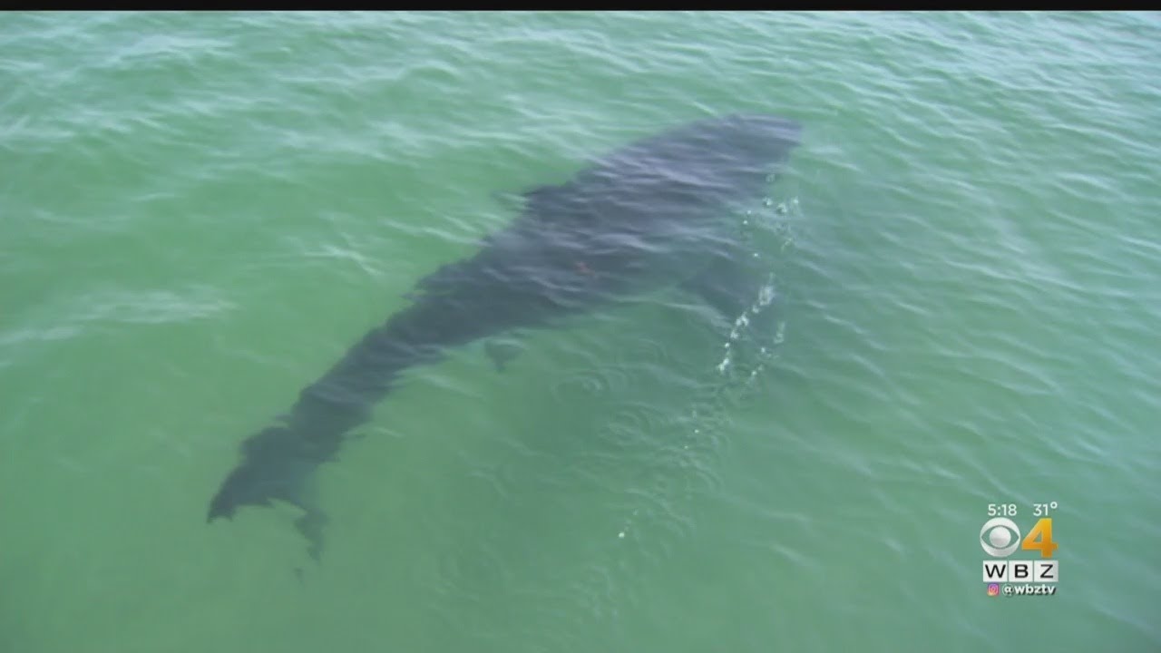 Sharks Still Spotted Off Cape Cod Into November, After Record Tagging ...