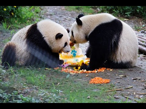Chengdu Giant Panda "Hehua" and "Heye" Celebrate Their Third Birthday ...
