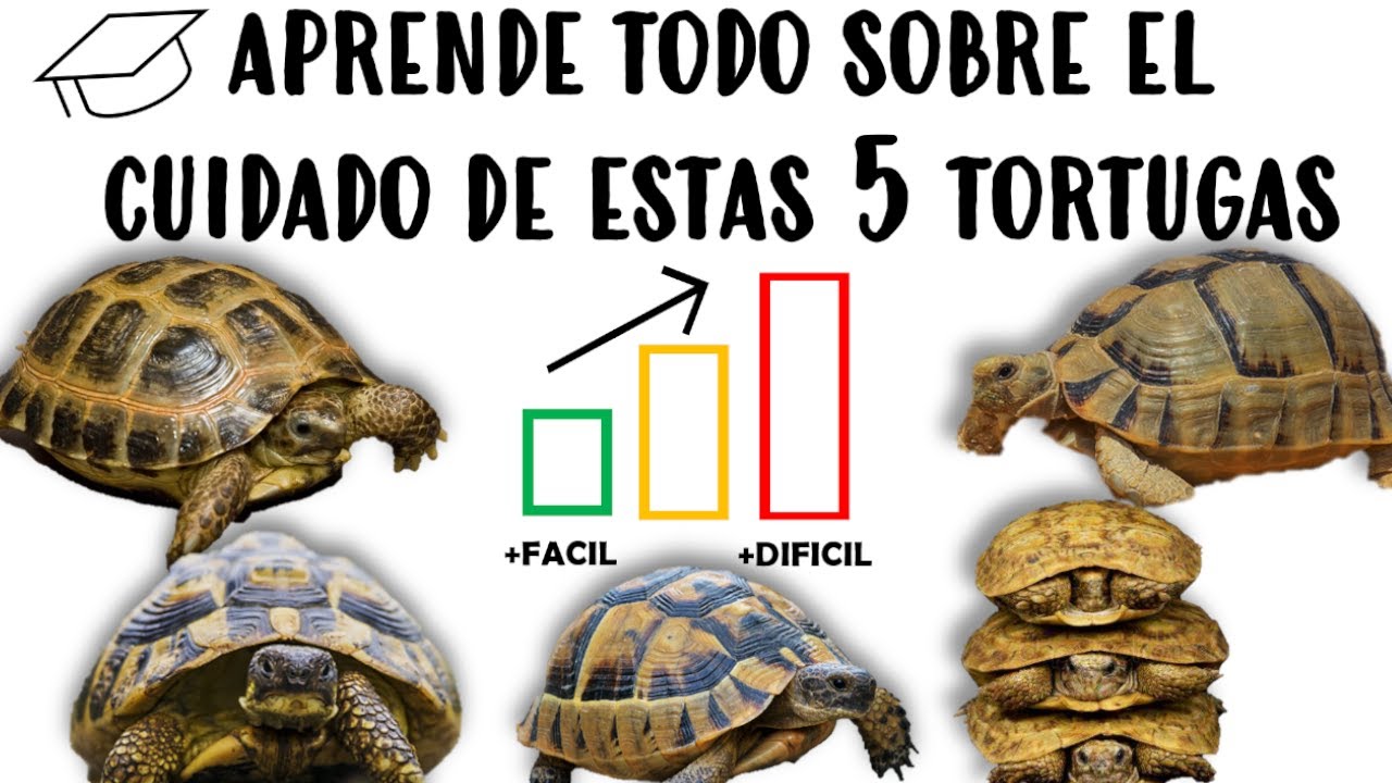 Las 5 Mejores Tortugas Pequeñas para mascotas - YouTube