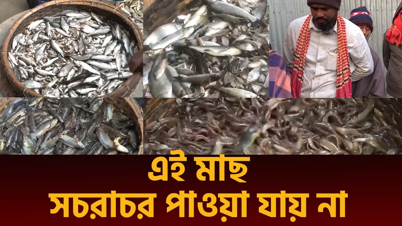 বাজারে মাছ দেখে অবাক হয়ে যাবেন, মাছে ভরপুর বাজার | Deshi Fish ...