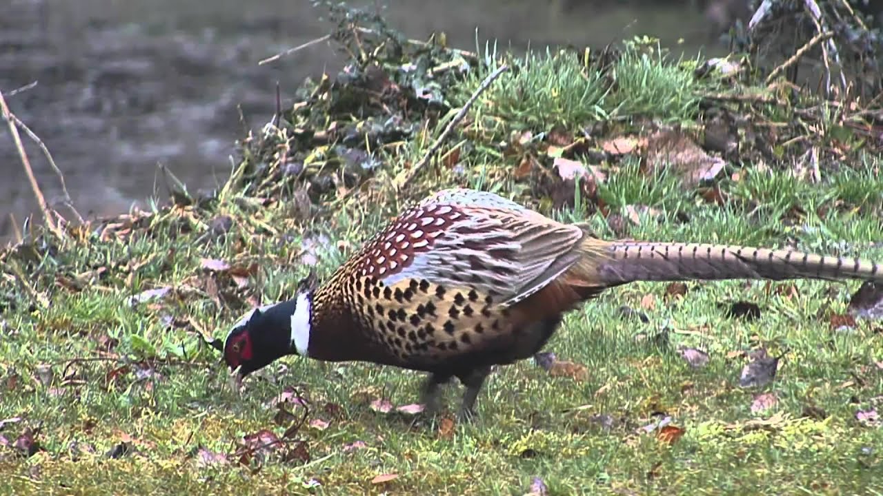 faisan et pic vert en foret de Fontainebleau - YouTube