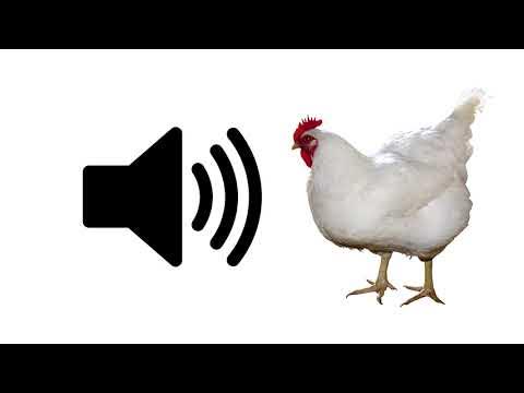 Chicken - Sound Effect | ProSounds - YouTube