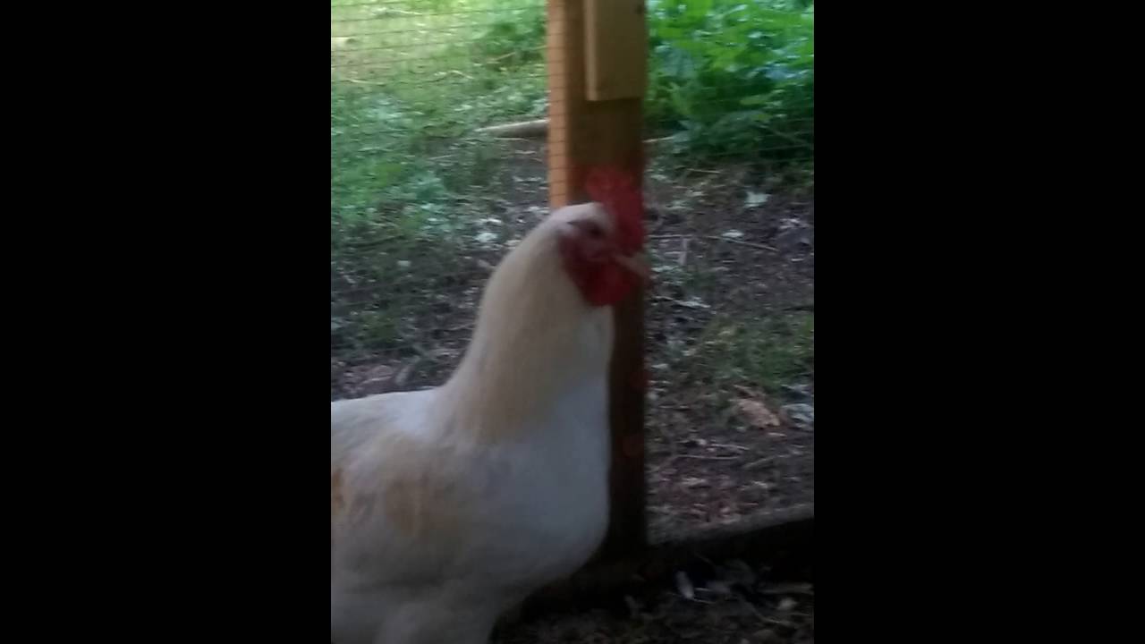 Spongebob rooster crowing - YouTube