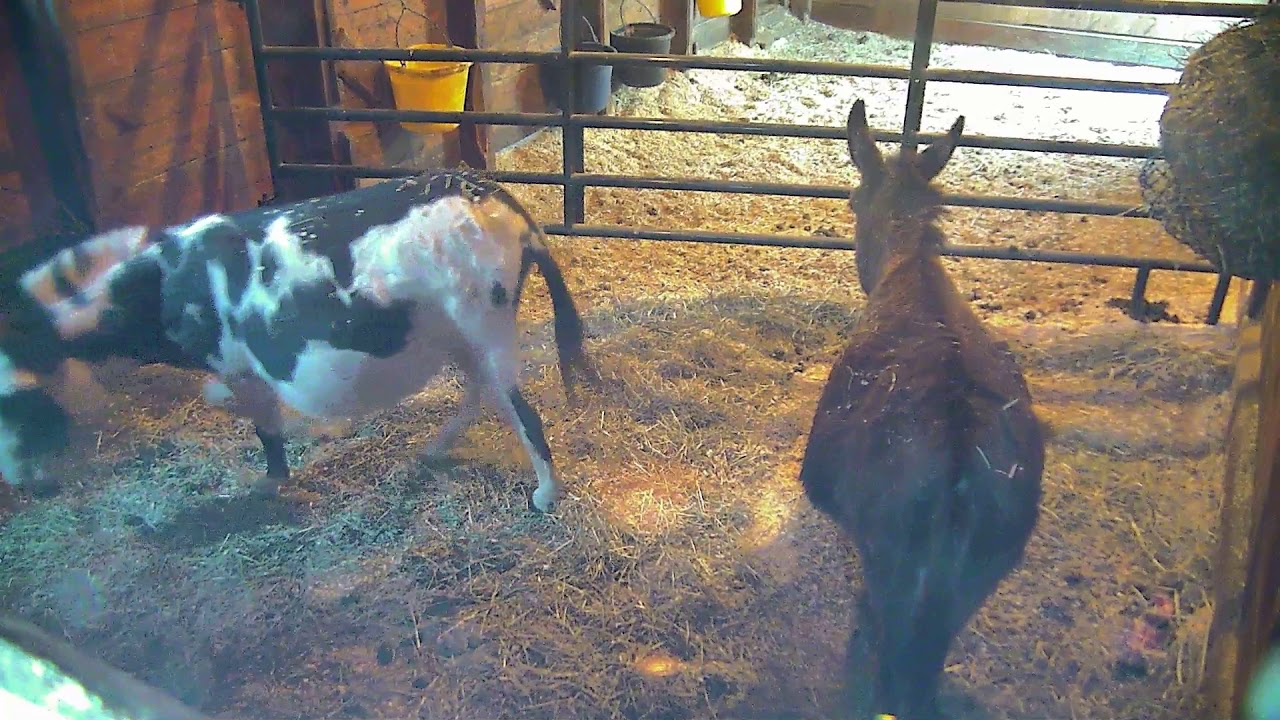 Donkey Barn Cam 02-27-2018 04:06:58 - 05:06:58 - YouTube