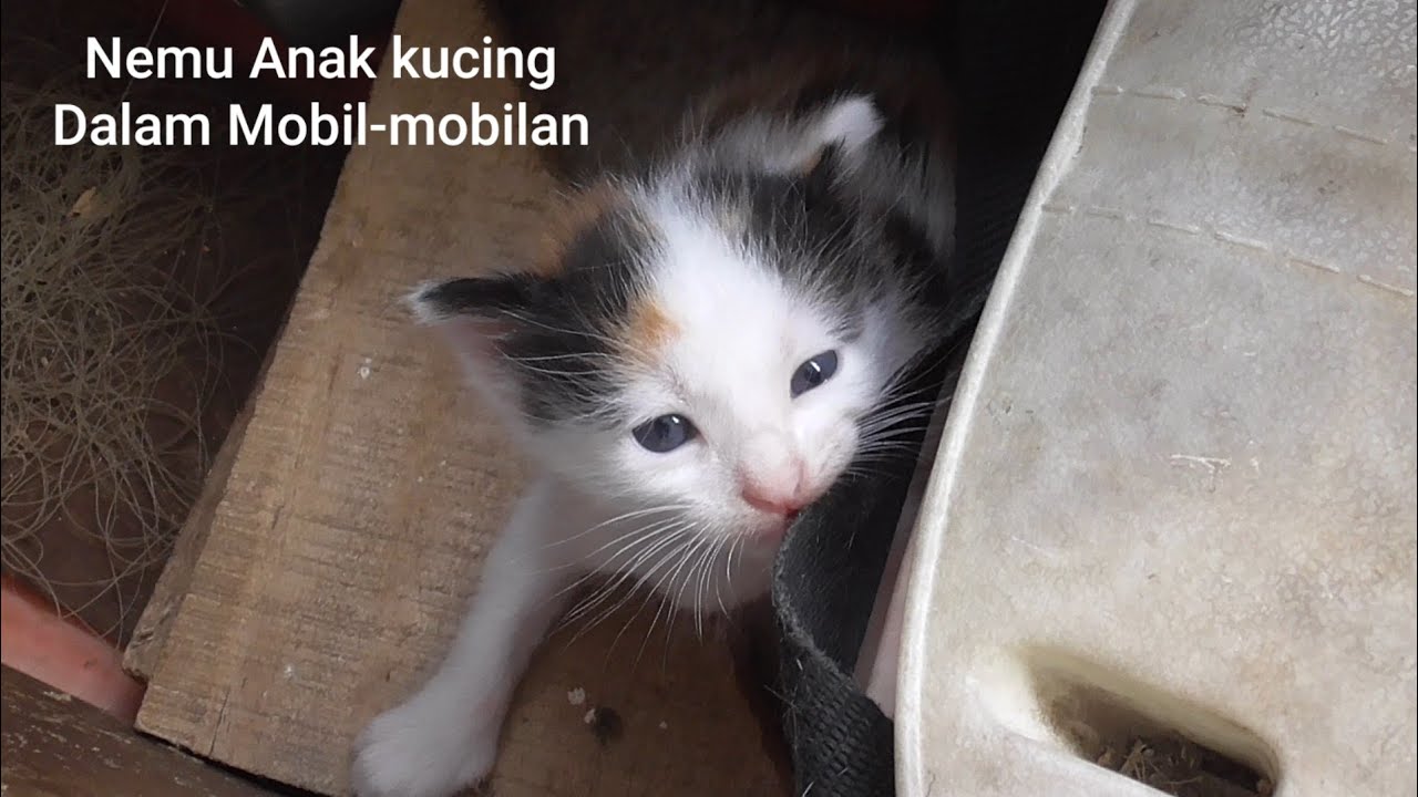 Nemu Anak Kucing di Dalam Mobil-Mobilan - YouTube