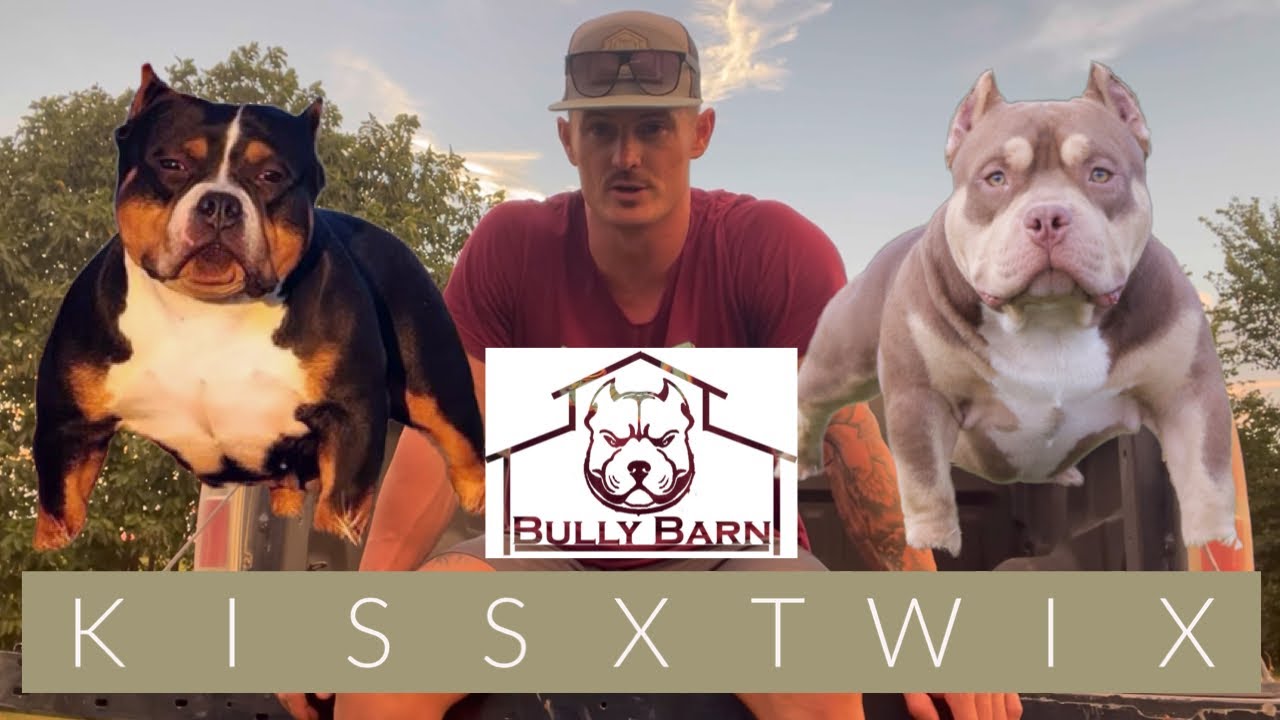Coming up next: Kiss x Twix- Bully Barn American Bully Pups available ...