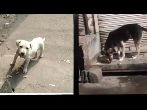 Kya Kalu Dog Cruelty ka Shikar hua tha🥺!! Mene Street Puppy ko Adopt ...
