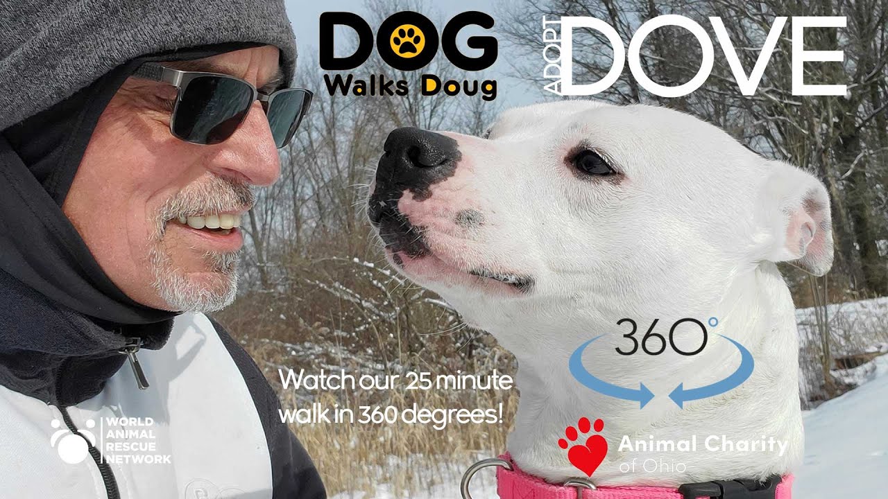 360 Dog Walk Video - Dove Says Adopt Me - Dog Walks Doug & Just Wants ...