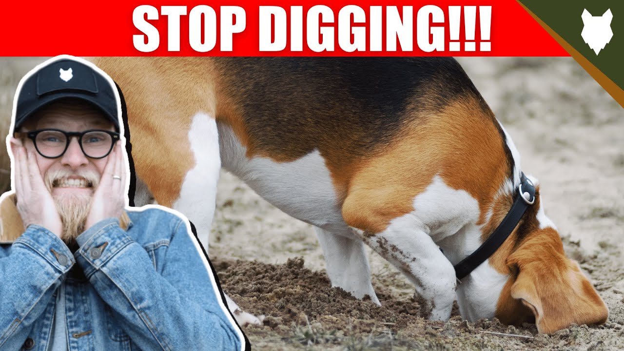 How Do I Stop My Beagle From Digging