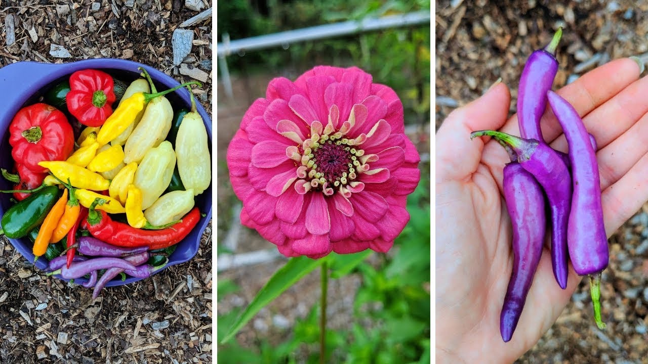 September Garden Harvest! SO Many Peppers! | Rare and Heirloom ...