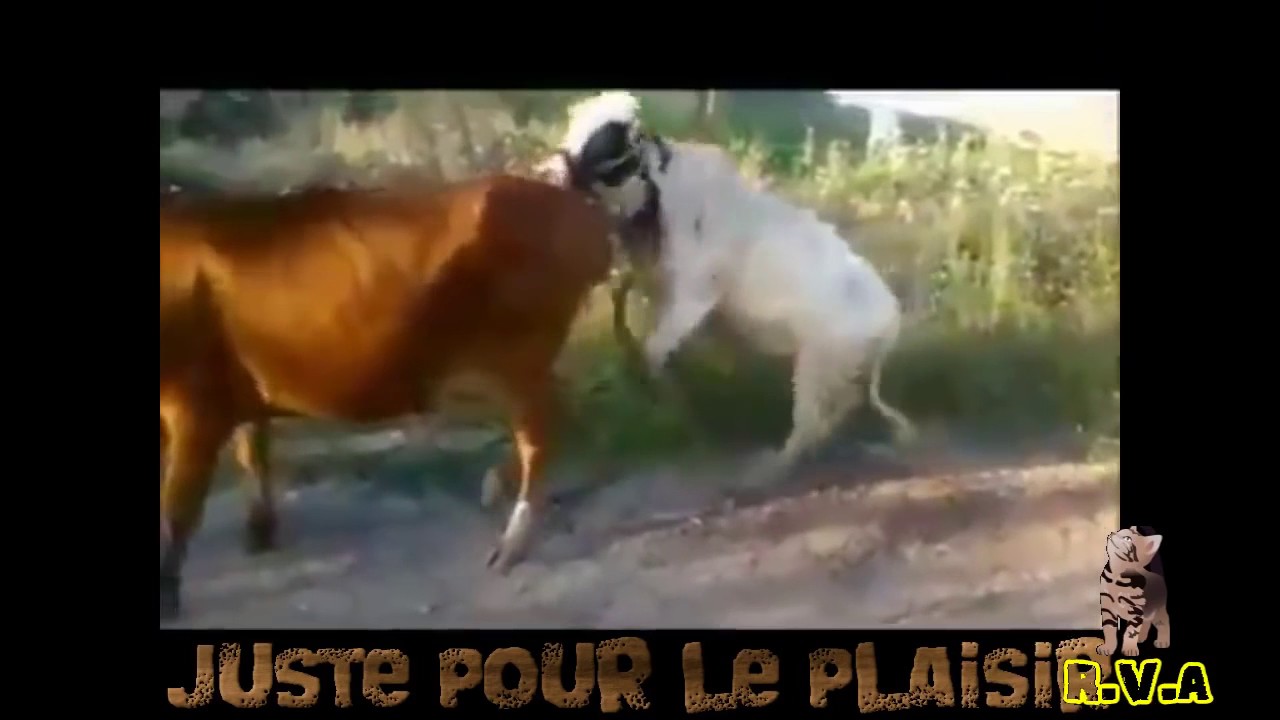 Video Drole À Mourir De Rire 😜 ESSAYEZ DE NE PAS RIRE COMPILATIONS ...