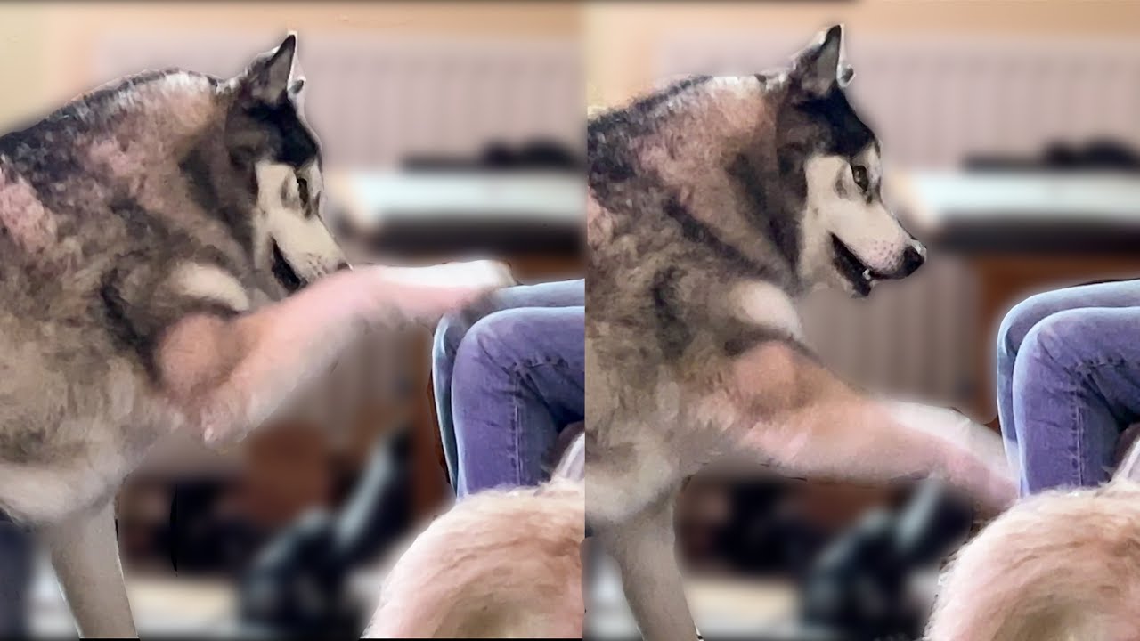 Arguing Husky Pretends to Smack His Nan! - YouTube