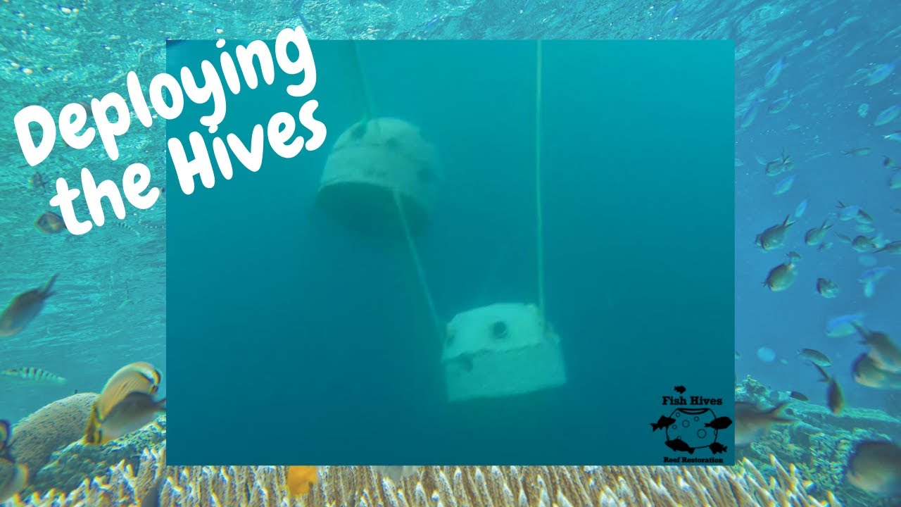 Deploying artificial reef structures Fish Hives in Tobago! - YouTube