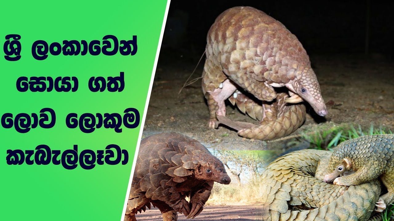 ලෝකයේ ලොකුම කබල්ලෑවා ශ්‍රී ලංකාවෙන් | Biggest pangolin in the world ...