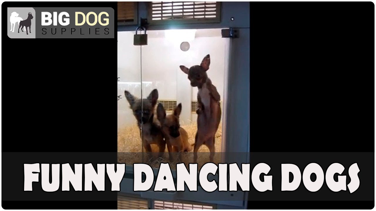 How to Dance - Dog Tutorial - YouTube