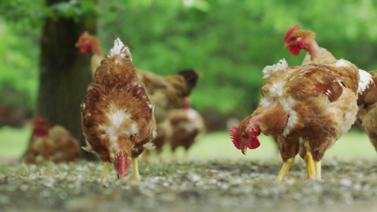 Une filière locale et durable - St SEVER - YouTube