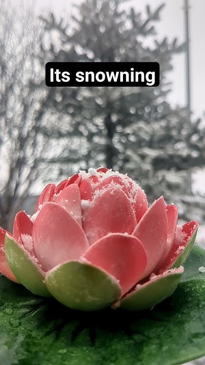 its snow time#explorethebeautyofnature - YouTube