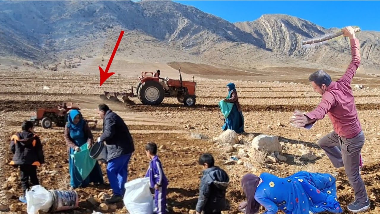 Mountain Farming: A Nomadic Woman's Journey of Cultivating Wheat with ...